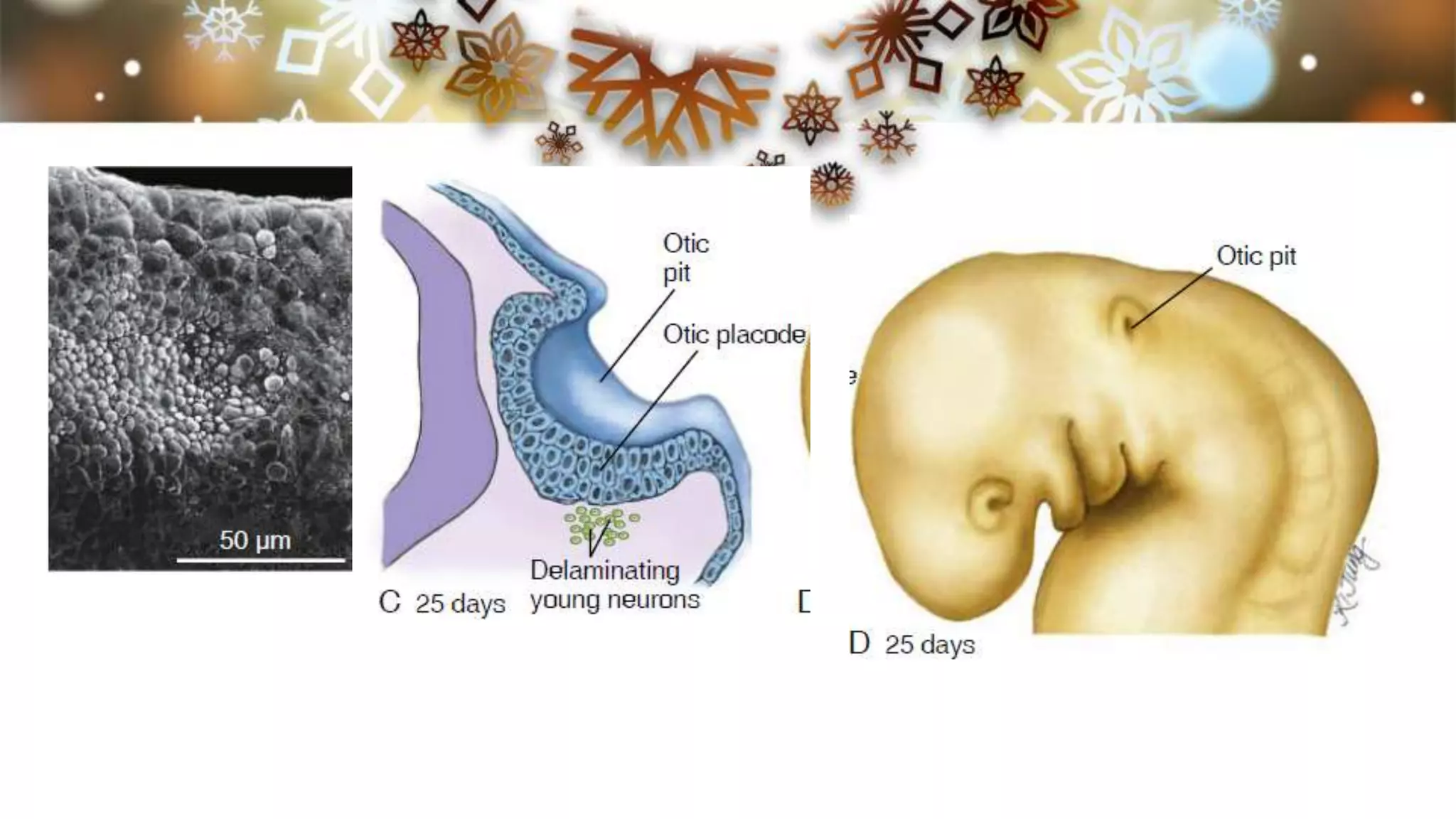 Ear development | PPT