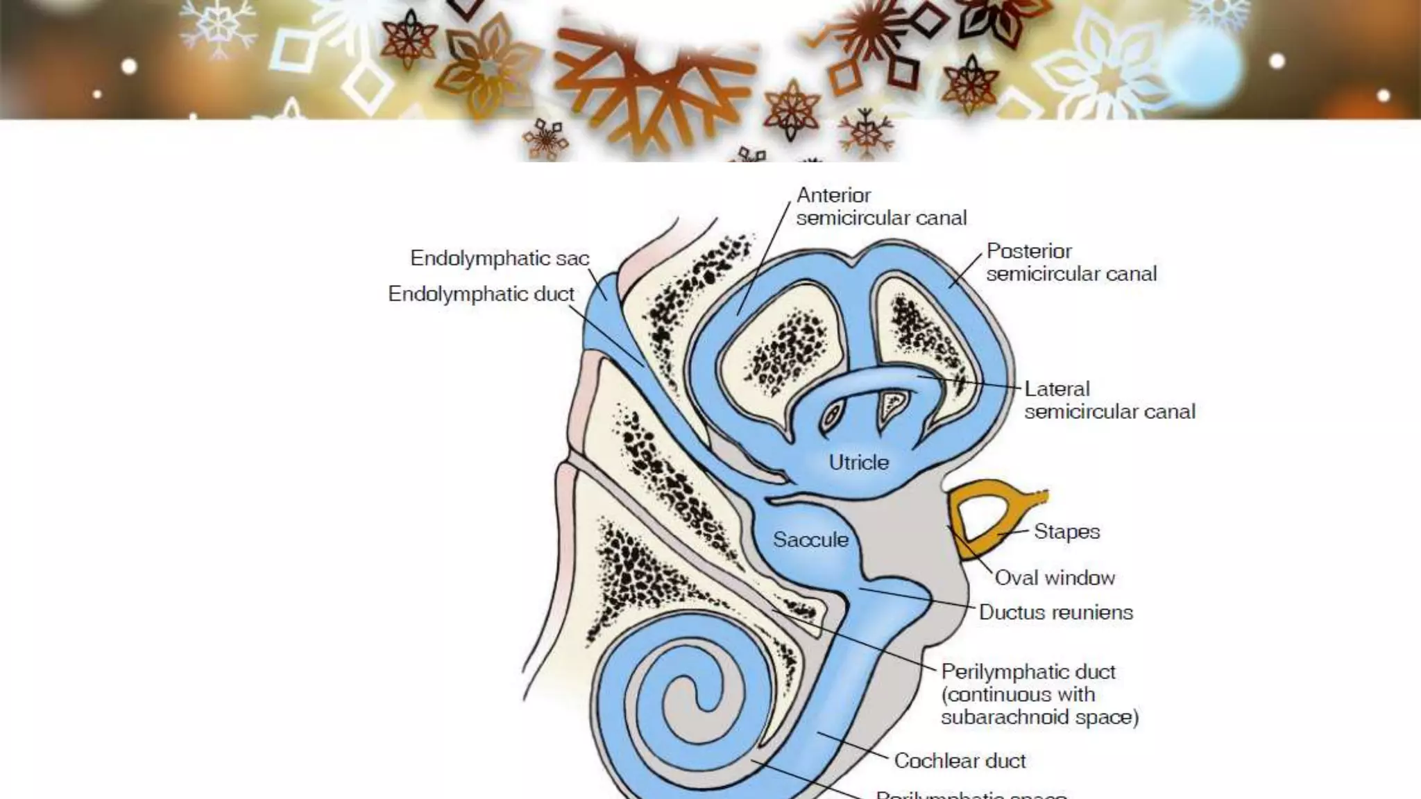 Ear development | PPT