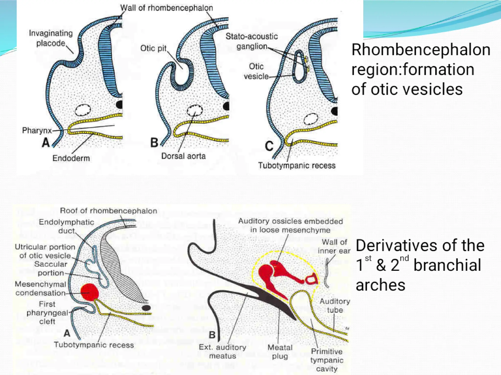 Ear development.pdf embryology of the human ear | PPT
