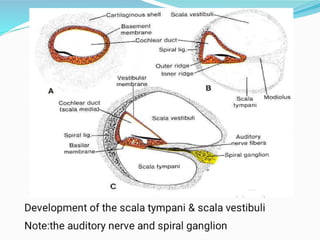 Ear development.pdf embryology of the human ear | PDF