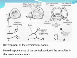 Ear development.pdf embryology of the human ear | PPT