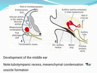 Ear development.pdf embryology of the human ear | PPT