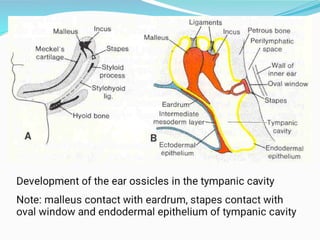 Ear development.pdf embryology of the human ear | PPT