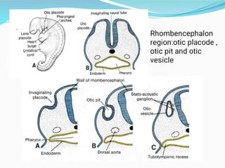 Ear development.pdf embryology of the human ear | PDF