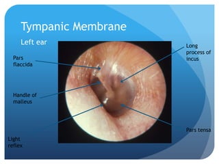 Ear disease presentation (manchester g ps) | PPTX