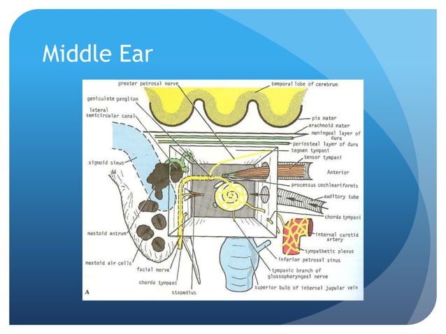 Ear disease presentation (manchester g ps) | PPTX | Ear, Nose and Throat Conditions | Diseases ...