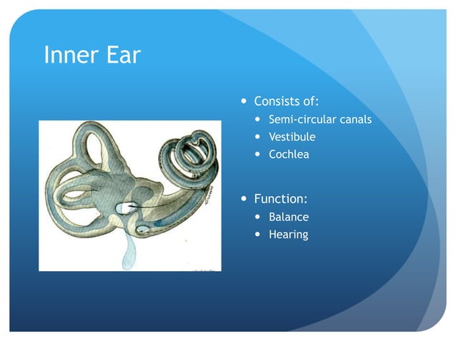 Ear disease presentation (manchester g ps) | PPTX | Ear, Nose and Throat Conditions | Diseases ...