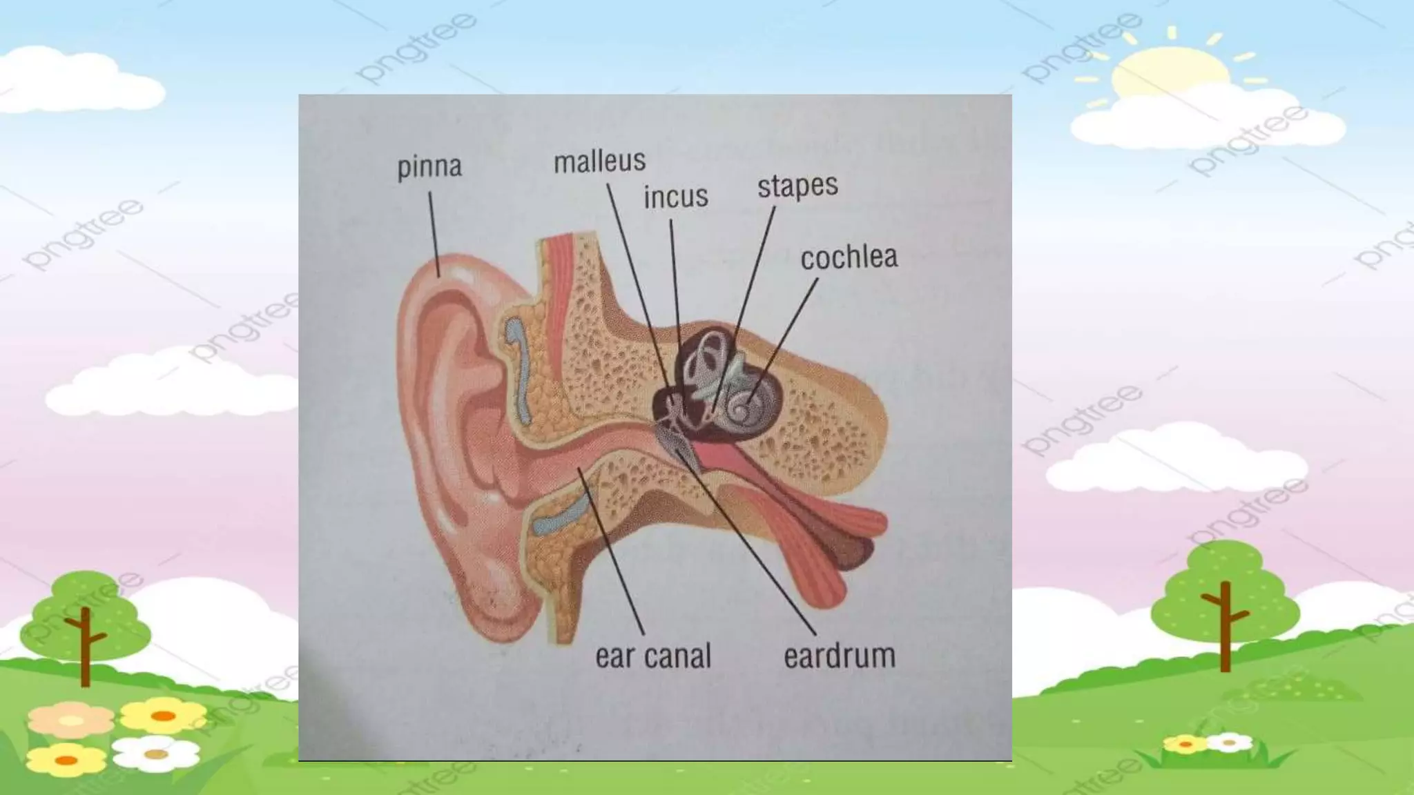 Sense Organ: Ear | PPTX