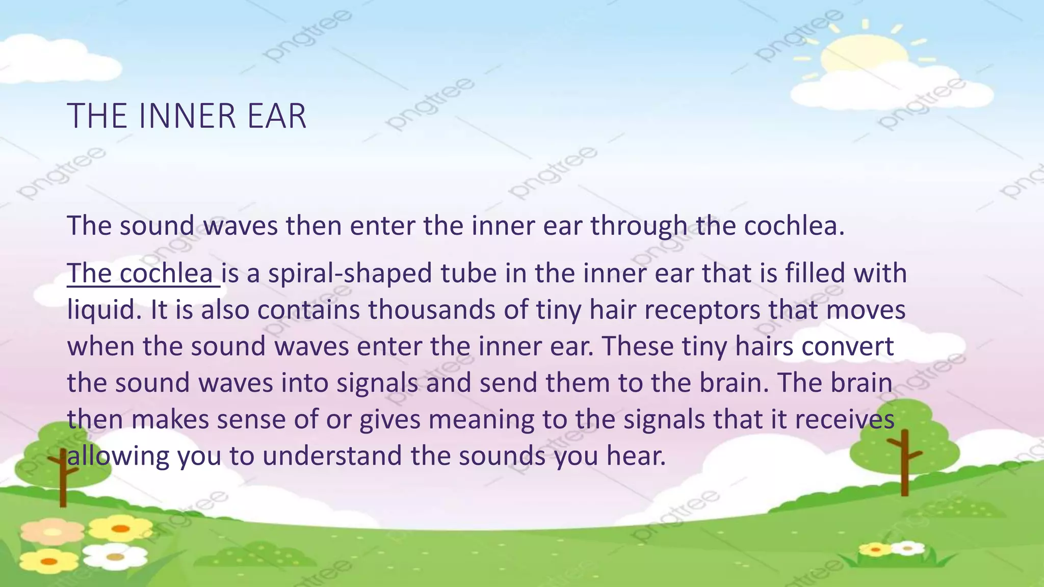 Sense Organ: Ear | PPTX