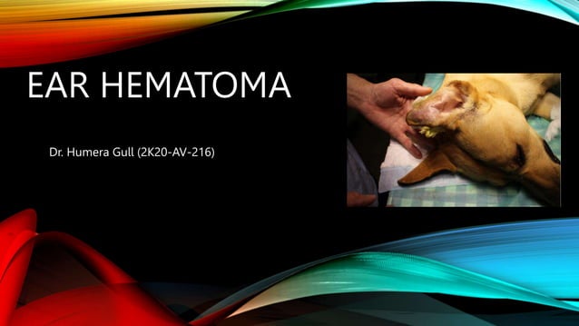 Understanding Ear Hematoma in pets. | PPTX | Ear, Nose and Throat Conditions | Diseases and ...