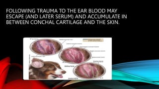 Understanding Ear Hematoma in pets. | PPTX | Ear, Nose and Throat ...