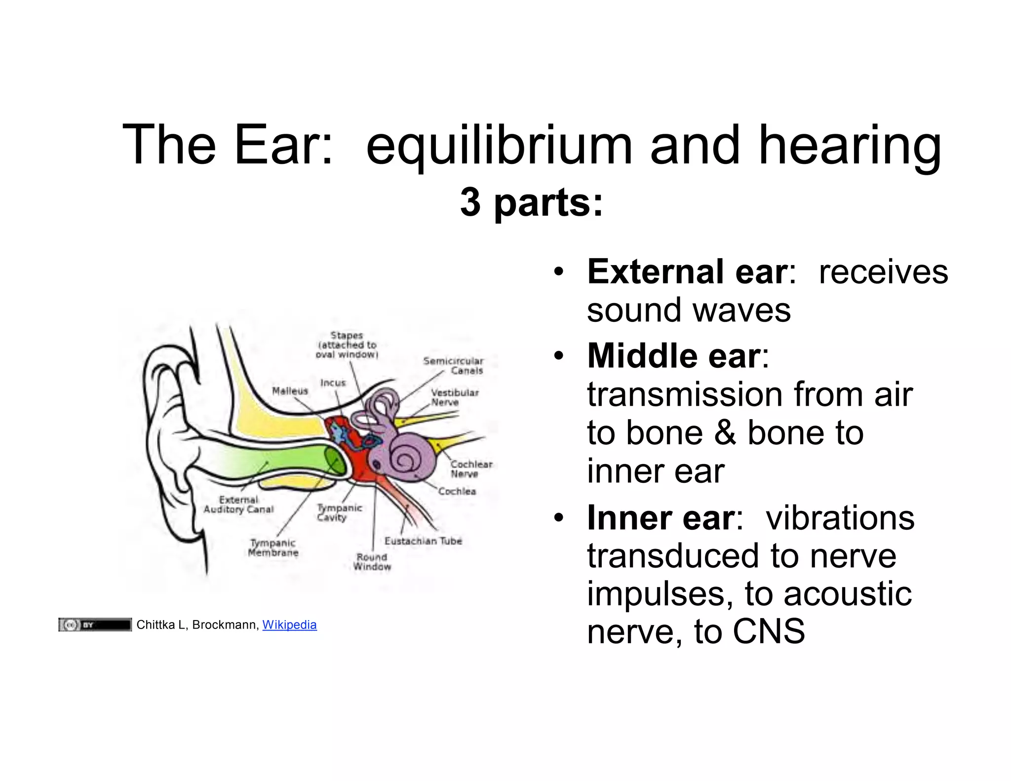 Ear histology.pptx