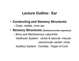 Ear histology.pptx