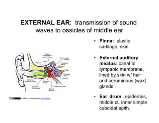 Ear histology.pptx