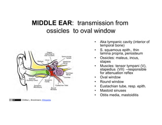 Ear histology.pptx