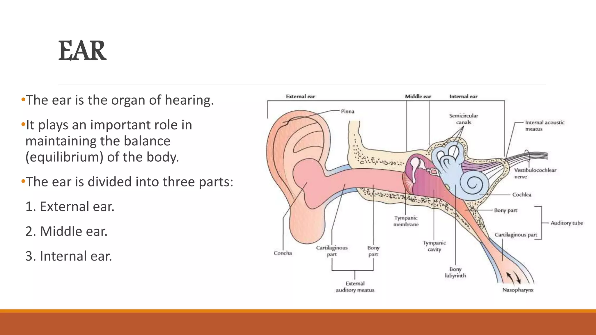 Anatomy of Ear | PPTX