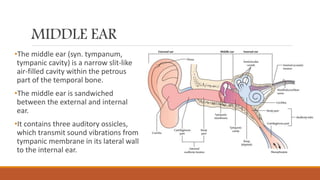 Anatomy of Ear | PPTX