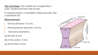 Anatomy of Ear | PPTX