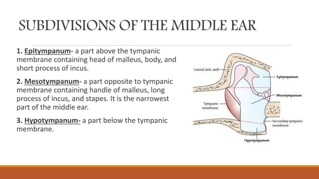 Anatomy of Ear | PPTX
