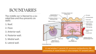 Anatomy of Ear | PPTX
