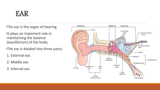 Anatomy of Ear | PPTX