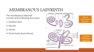 Anatomy of Ear | PPTX