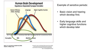Early-Childhood-Development-An-Overview.pptx | Brain and Nervous System ...