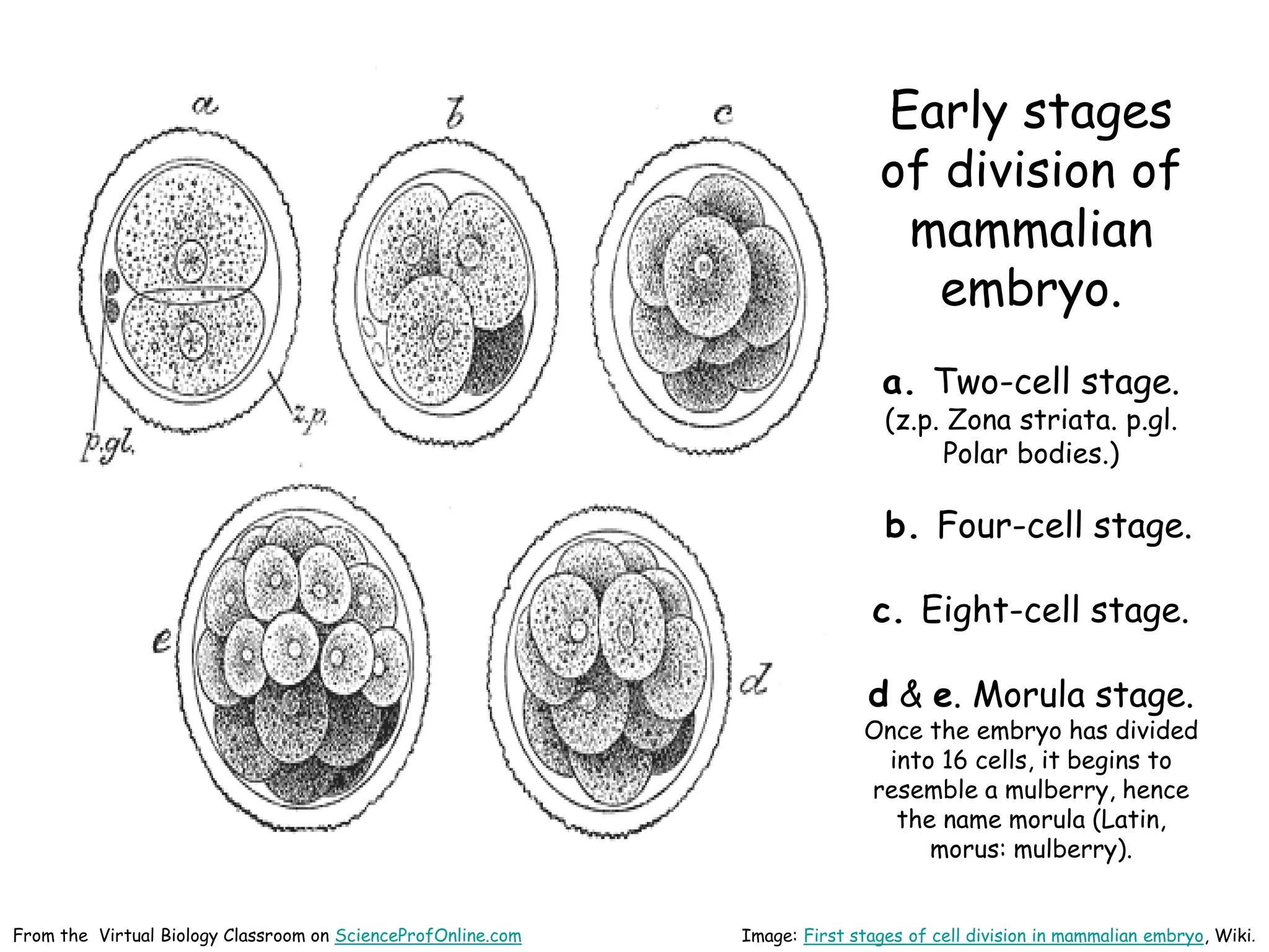 Early Embryonic Development Lecture Powerpoint Vbcppsx 