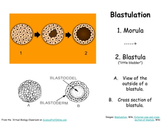 Early-Embryonic-Development-Lecture-PowerPoint-VBC.ppsx