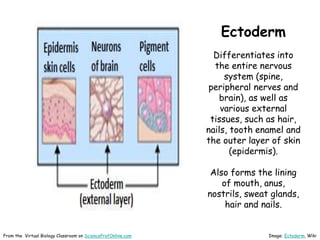 Early-Embryonic-Development-Lecture-PowerPoint-VBC.ppsx