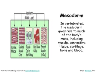 Early-Embryonic-Development-Lecture-PowerPoint-VBC.ppsx