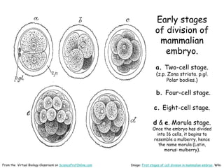 Early-Embryonic-Development-Lecture-PowerPoint-VBC.ppsx