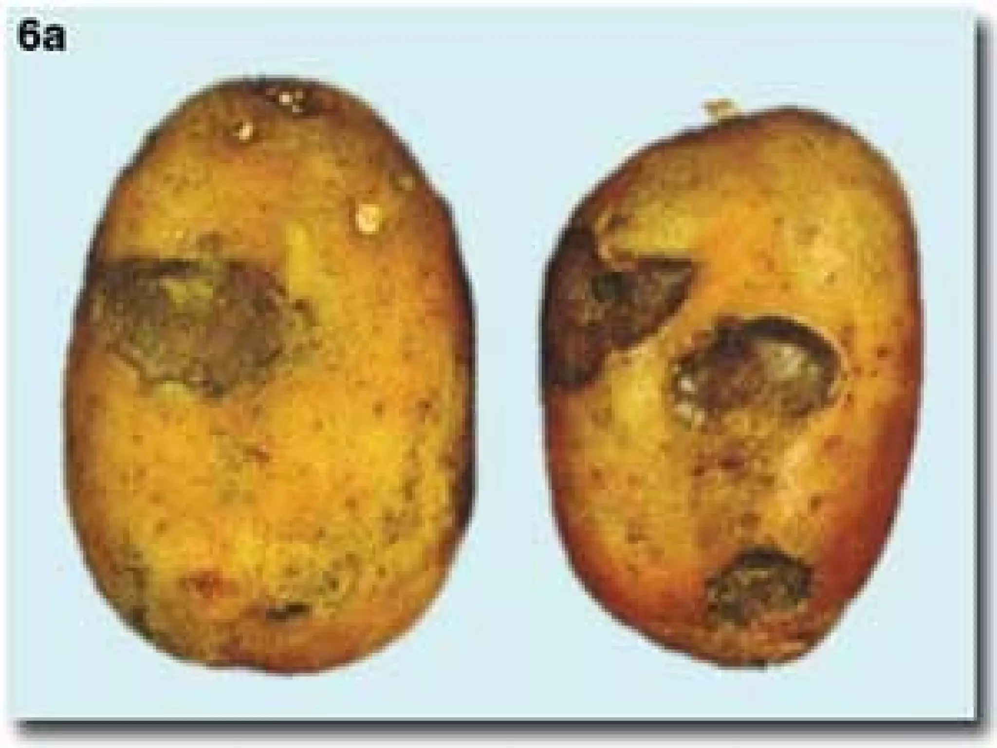 Early blight of potato | PPT