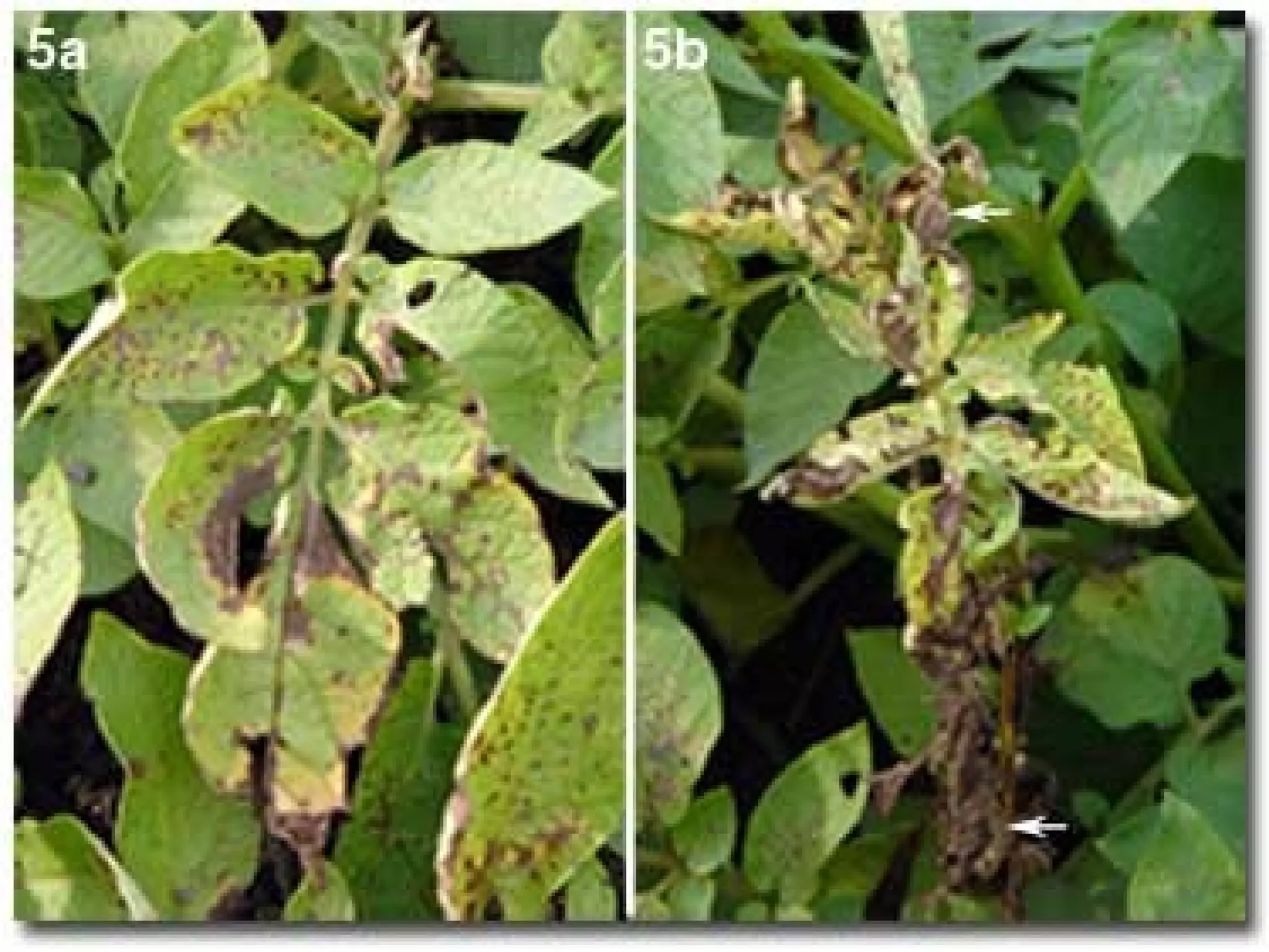 Early blight of potato | PPT