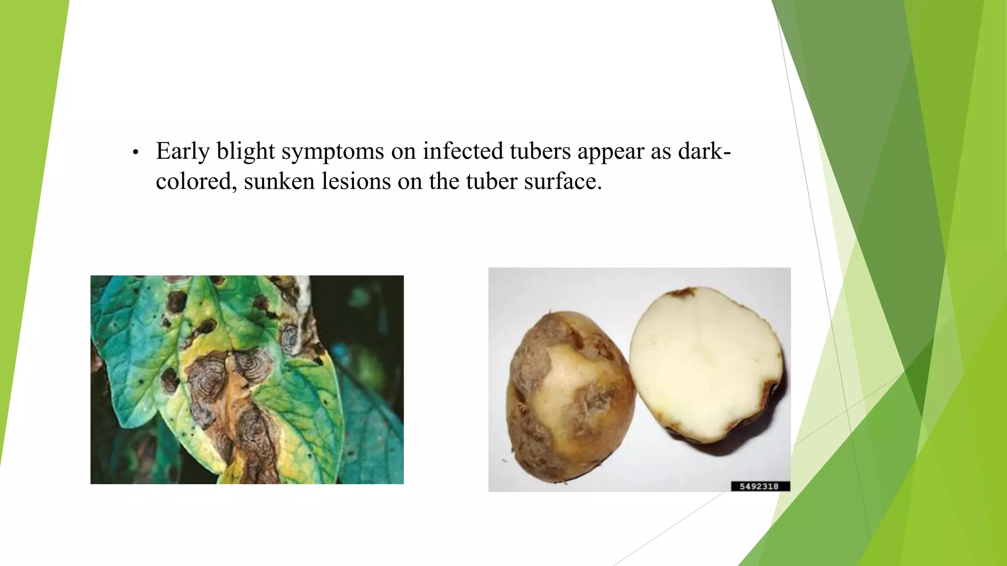 Early blight of potato | PPTX