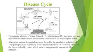 Early blight of potato | PPTX