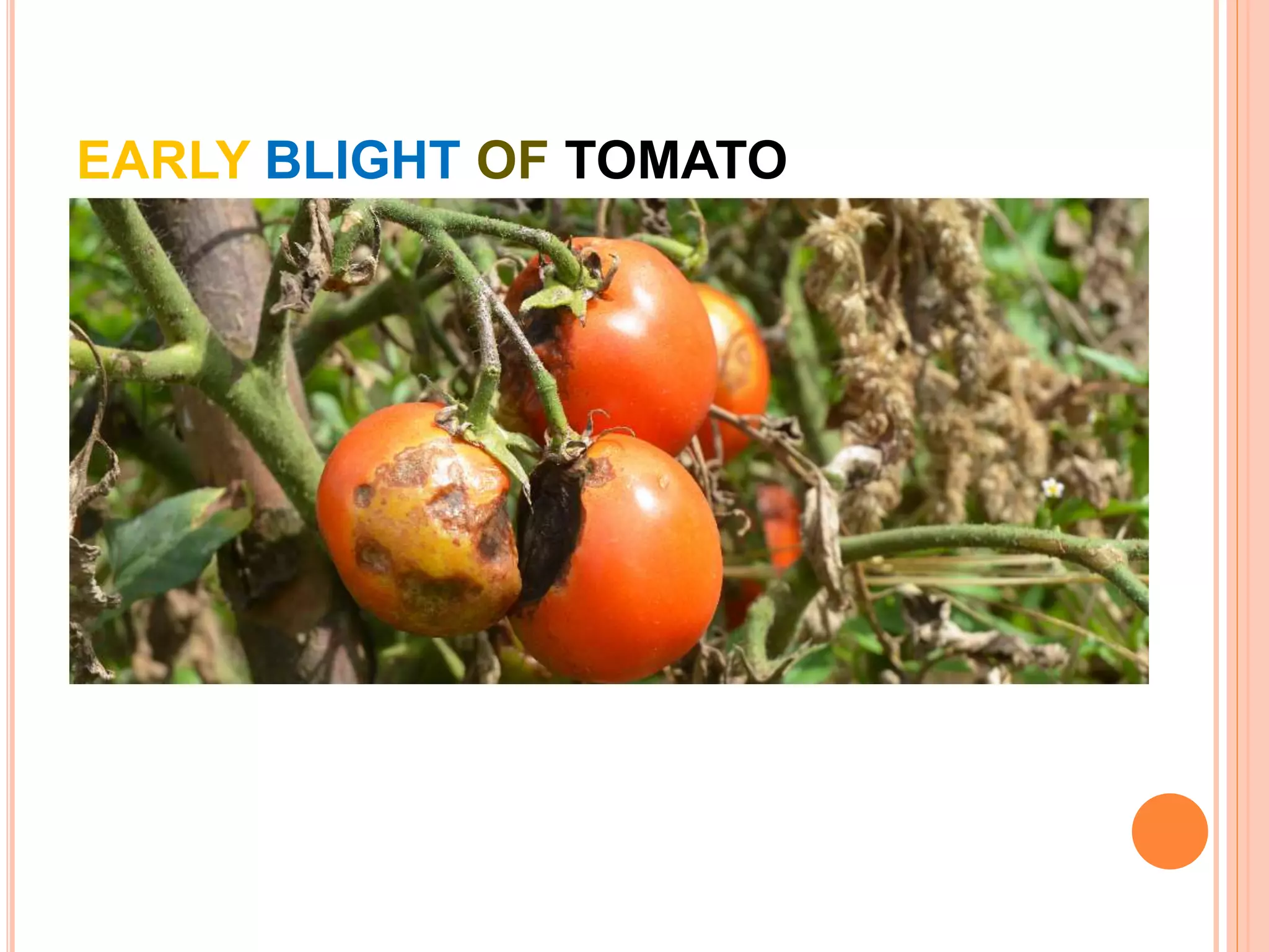 Early blight of tomato | PPTX