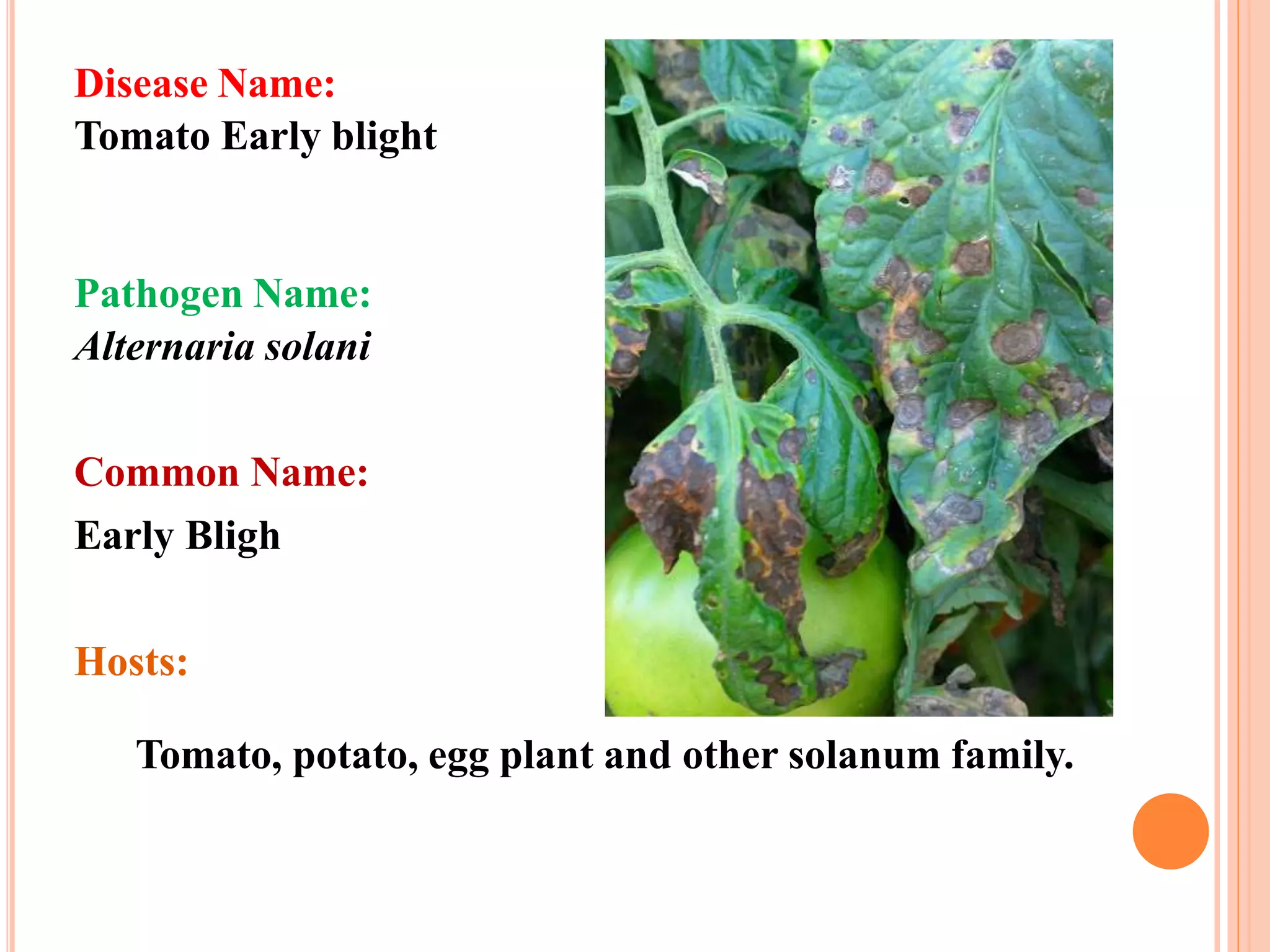 Early blight of tomato | PPTX