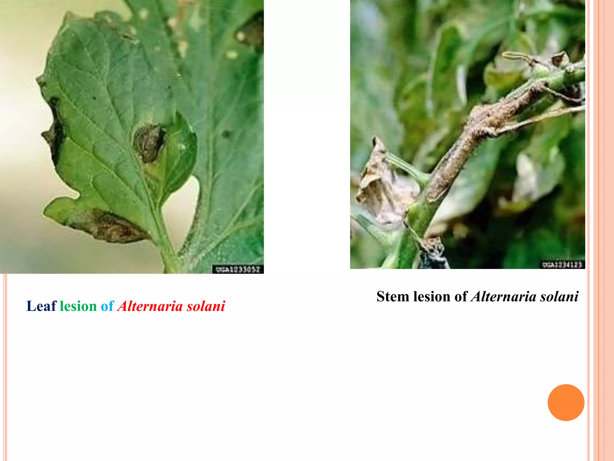 Early blight of tomato | PPTX