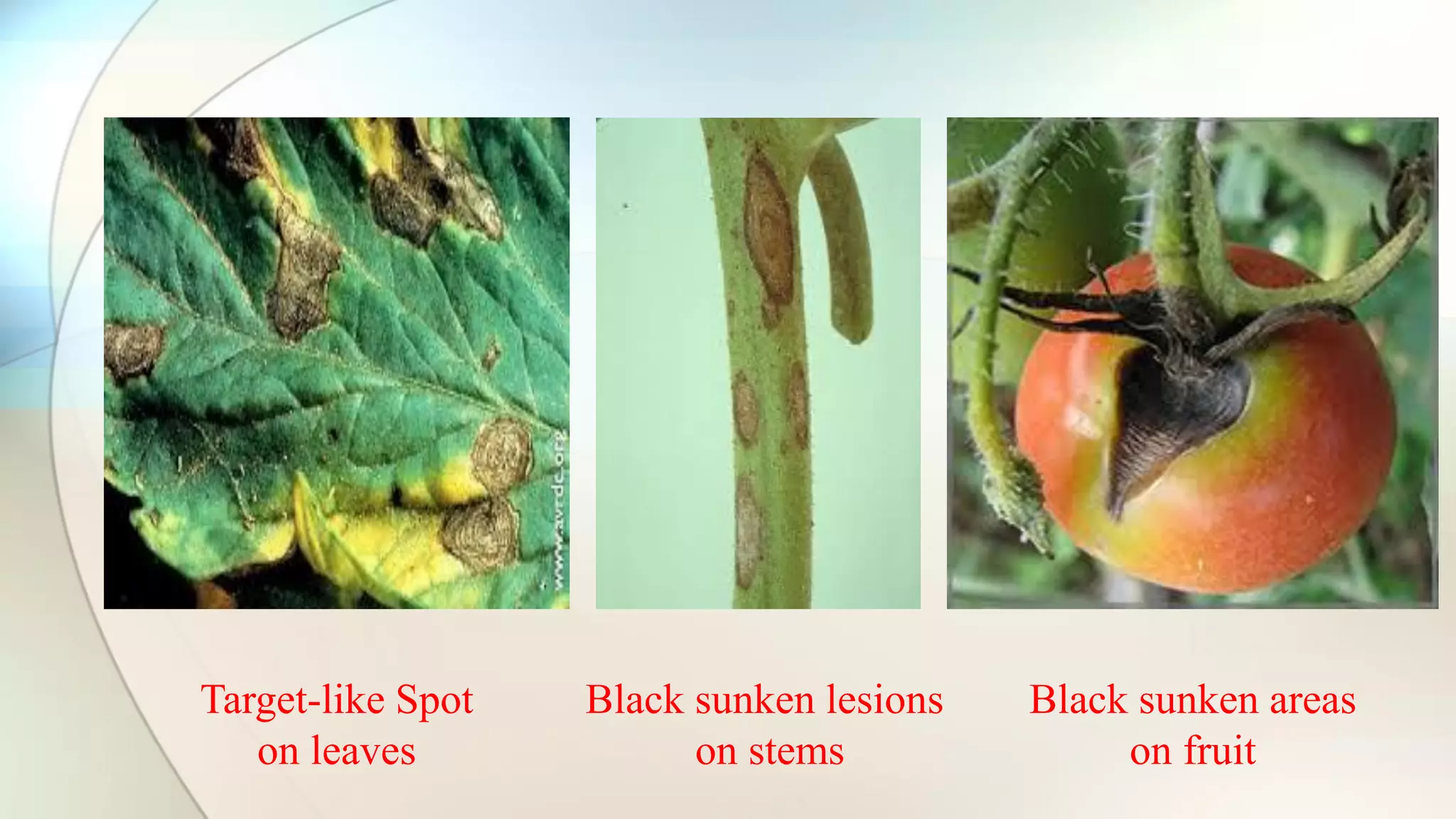 Early blight of tomato | PPT