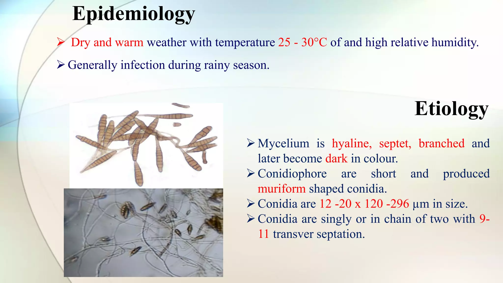 Early blight of tomato | PPT