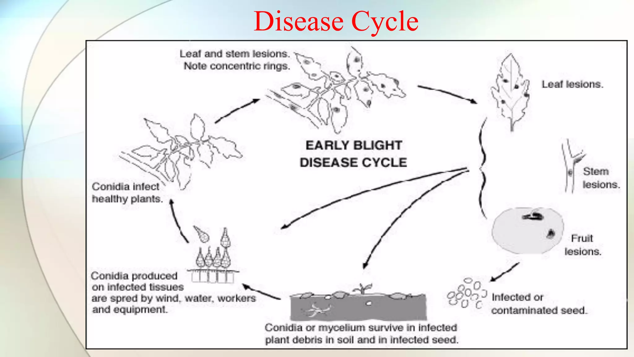 Early blight of tomato | PPT