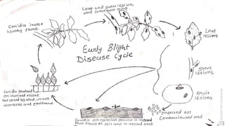 Early blight of tomato | PPT