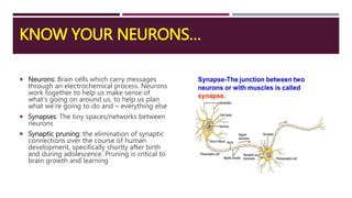 Early brain development | PPTX