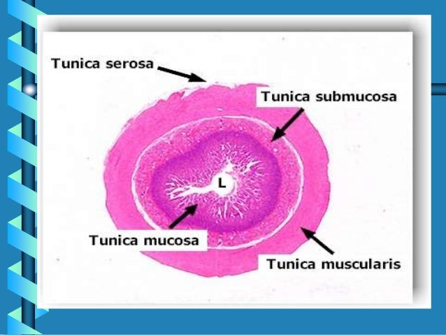 Biology Natsci 1--Digestive System