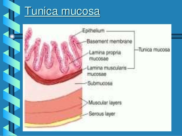 Biology Natsci 1--Digestive System