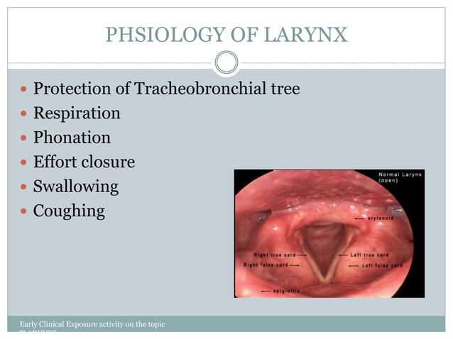 EARLY CLINICAL EXPOSURE ACTIVITY ON THE TOPIC LARYNX.pptx | Ear, Nose ...