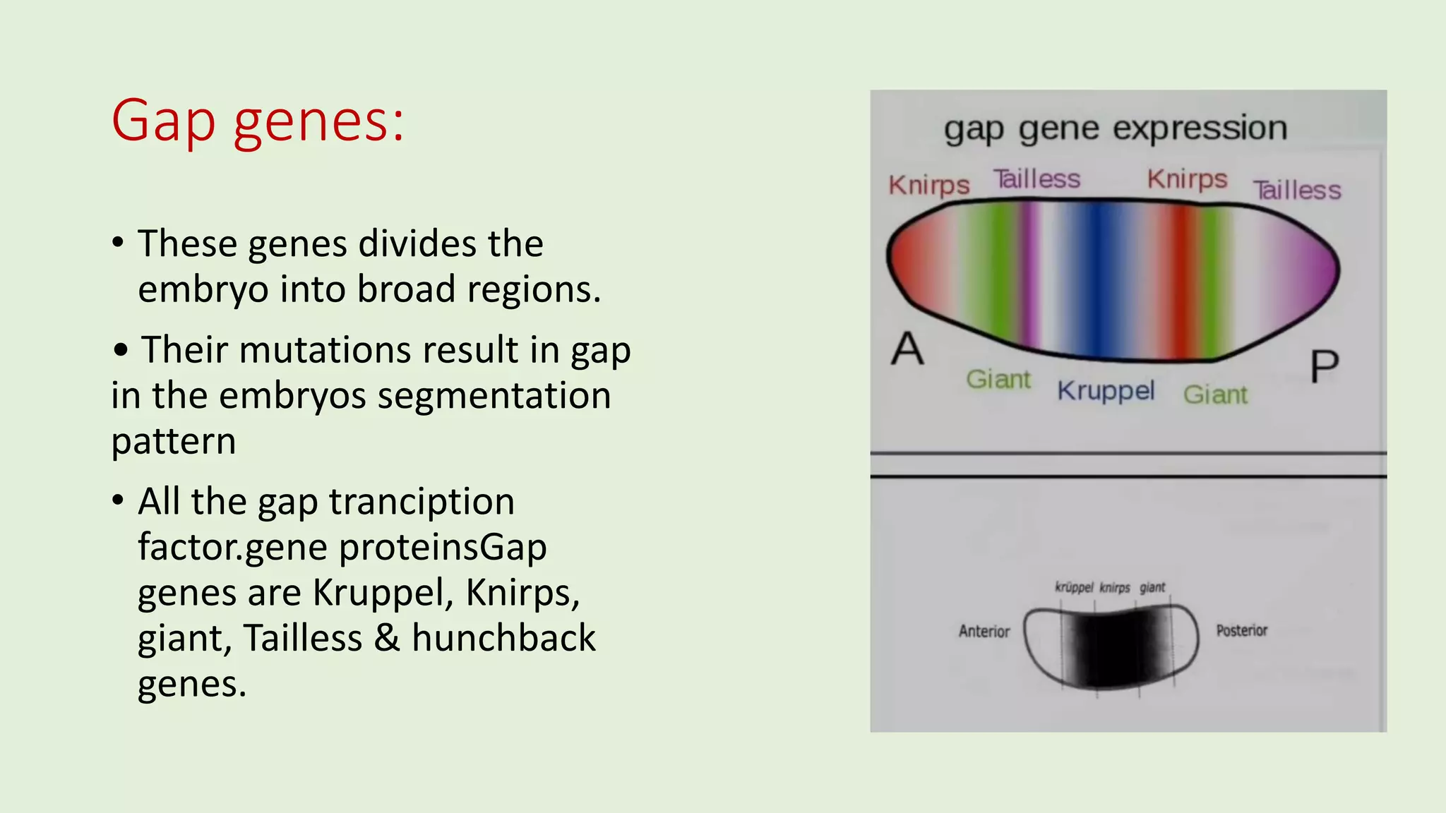 early development in drosophila by bisma3.pptx