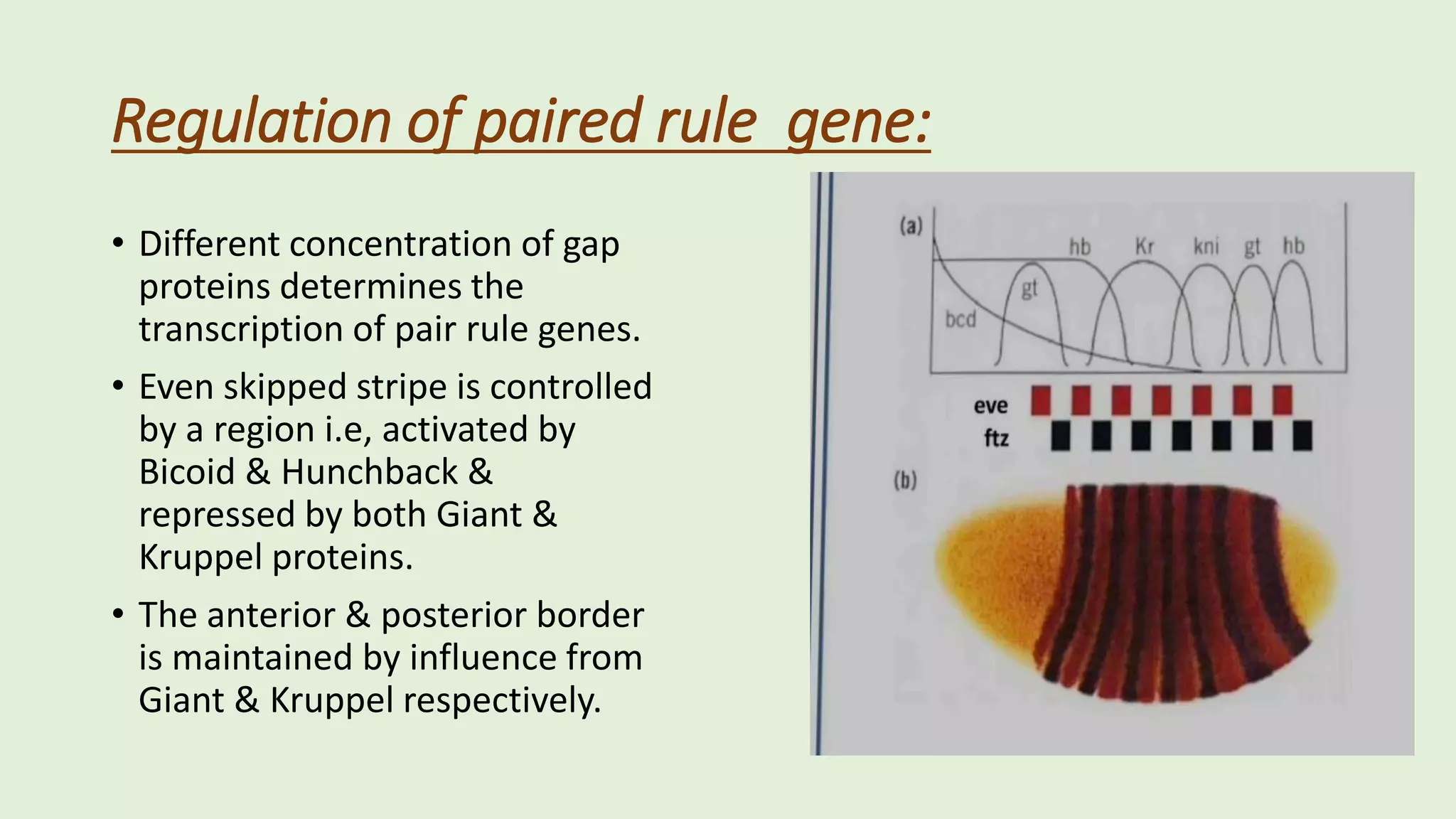 early development in drosophila by bisma3.pptx