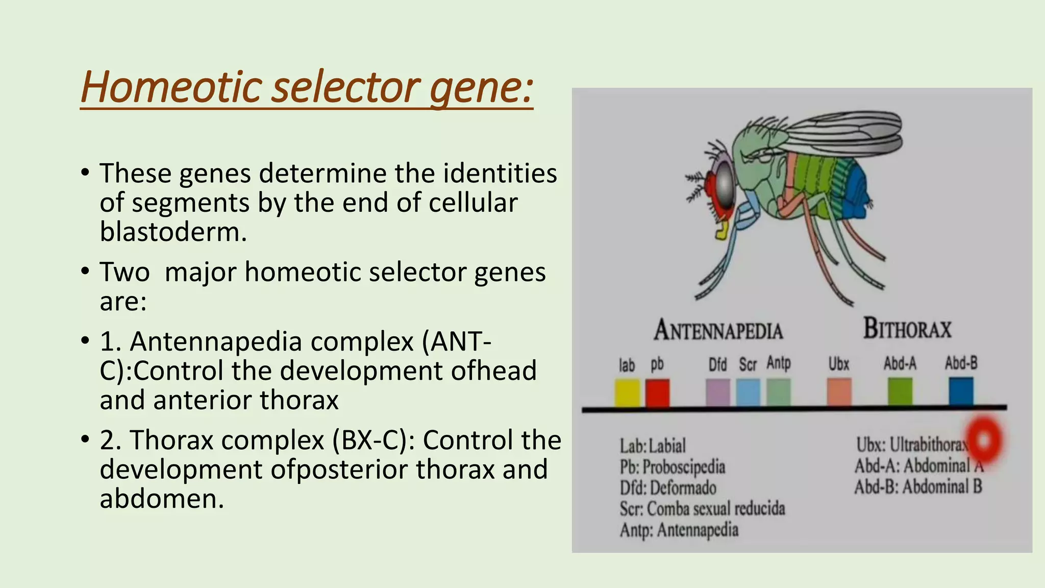 early development in drosophila by bisma3.pptx